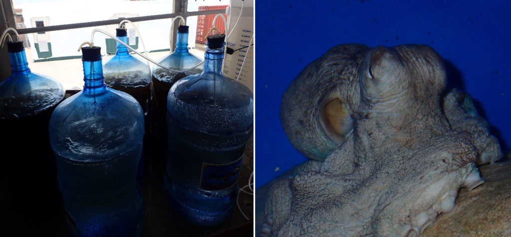 Octopus Aquaculture A tour Of The Kanaloa Octopus Farm | Reef Builders ...
