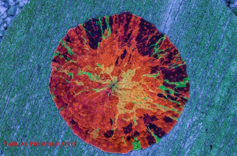 Purple Monster Jawbreaker Looks Killer On Its New Pedestal | Reef ...