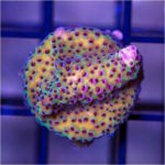 How To Do Coral Frags Right | Reef Builders | The Reef and Saltwater ...