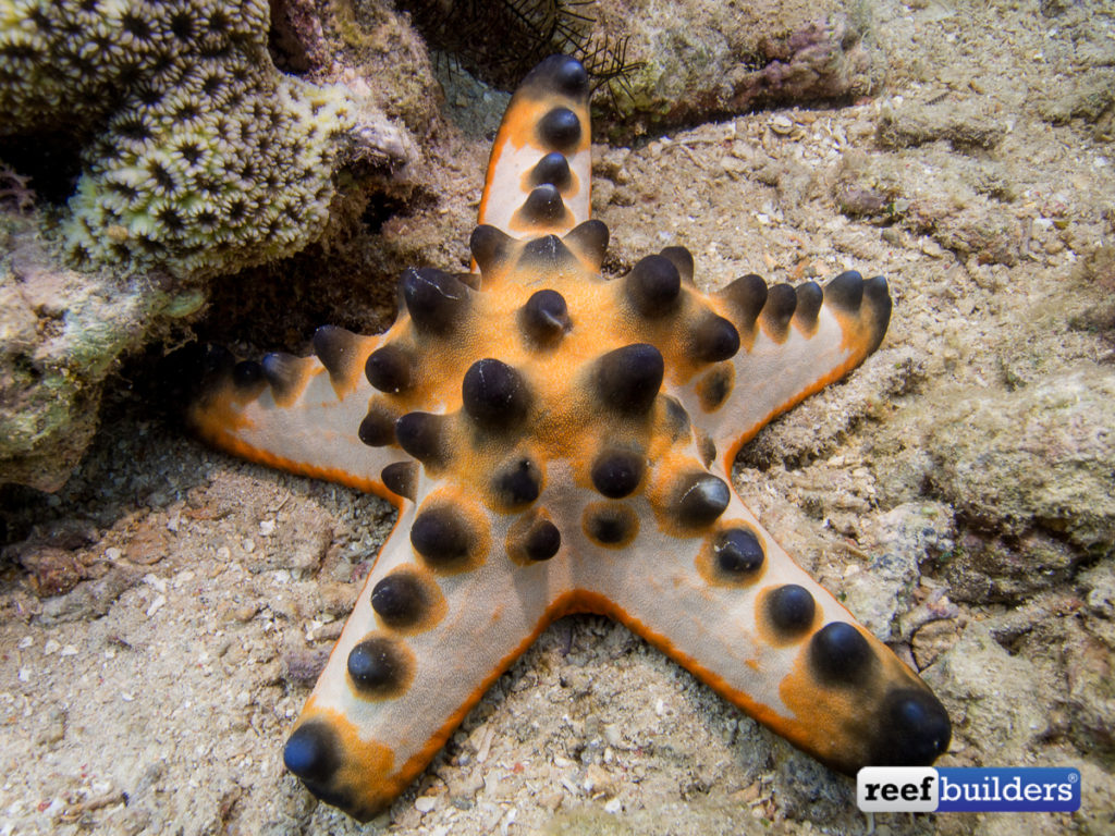 The Case for Carnivorous Starfish | Reef Builders | The Reef and ...