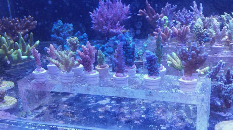 How To Do Coral Frags Right | Reef Builders | The Reef and Saltwater ...