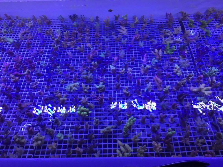 How To Do Coral Frags Right | Reef Builders | The Reef and Saltwater ...