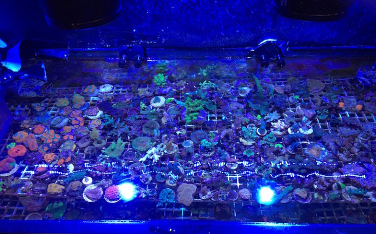 How To Do Coral Frags Right | Reef Builders | The Reef and Saltwater ...