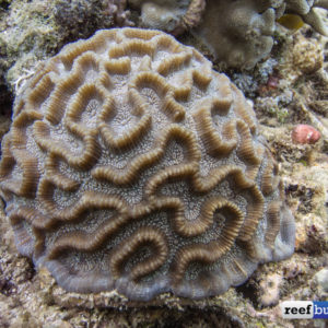 Reef Builders Travelogue, Bangka Island, Sulawesi Indonesia | Reef ...