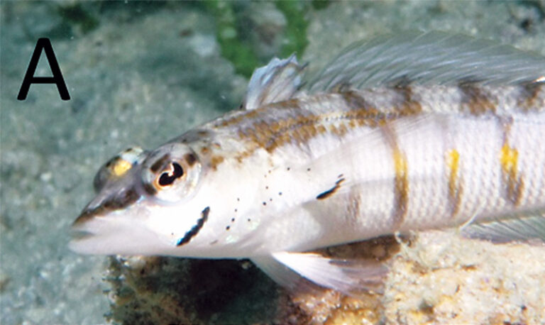 Parapercis binotata, A New Species Of Sandperch From Solomon Islands ...