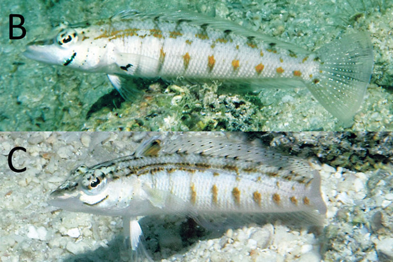 Parapercis binotata, A New Species Of Sandperch From Solomon Islands ...