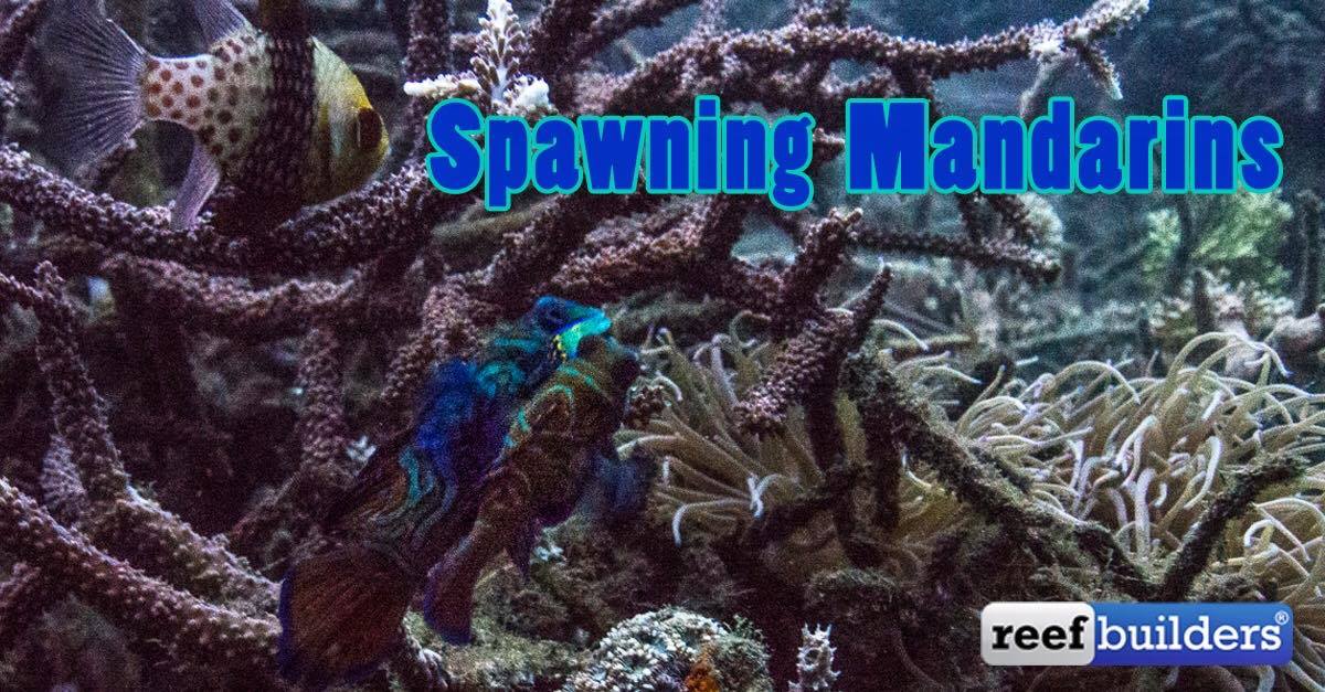 WATCH: Mandarin Dragonets Spawning In The Wild | Reef Builders | The ...