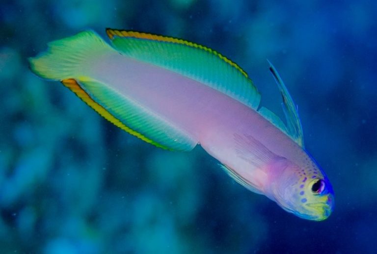 The Helfrich Firefish Hybrid Literally Survived A Storm! | Reef ...