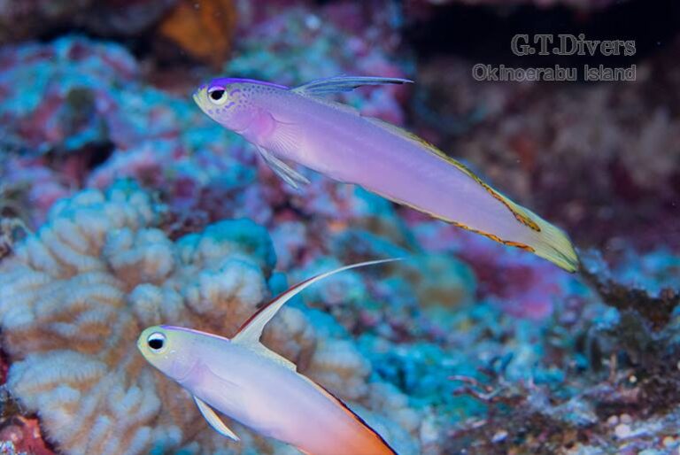The Helfrich Firefish Hybrid Literally Survived A Storm! | Reef ...