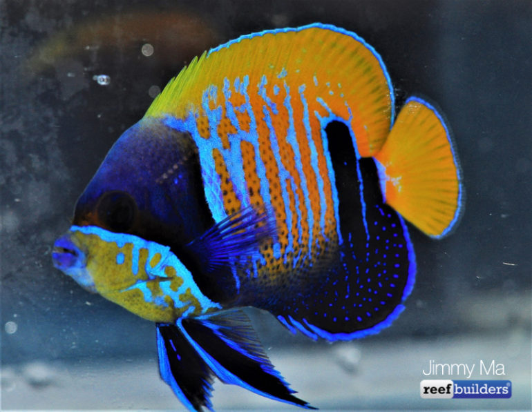 Blue Skeleton Majestic Angelfish Is Unlike Anything We’ve Ever Seen ...