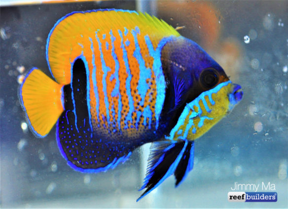 Blue Skeleton Majestic Angelfish Is Unlike Anything We’ve Ever Seen ...