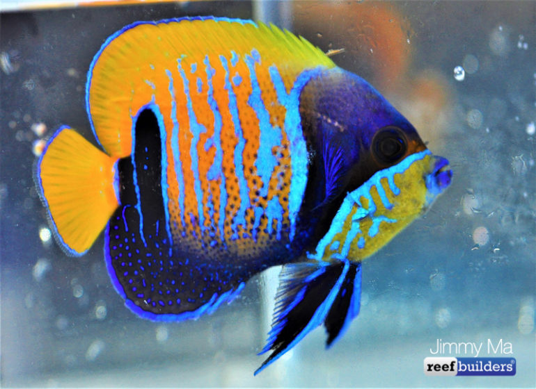 Blue Skeleton Majestic Angelfish Is Unlike Anything We’ve Ever Seen ...