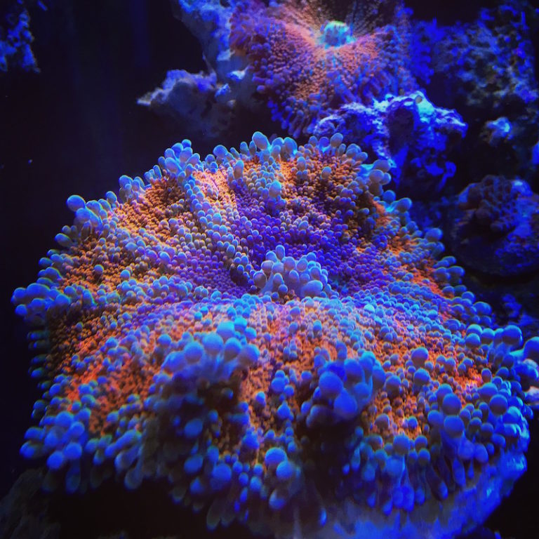 Ricordea yuma Are Still Some Of The Showiest Shrooms In The Hobby ...