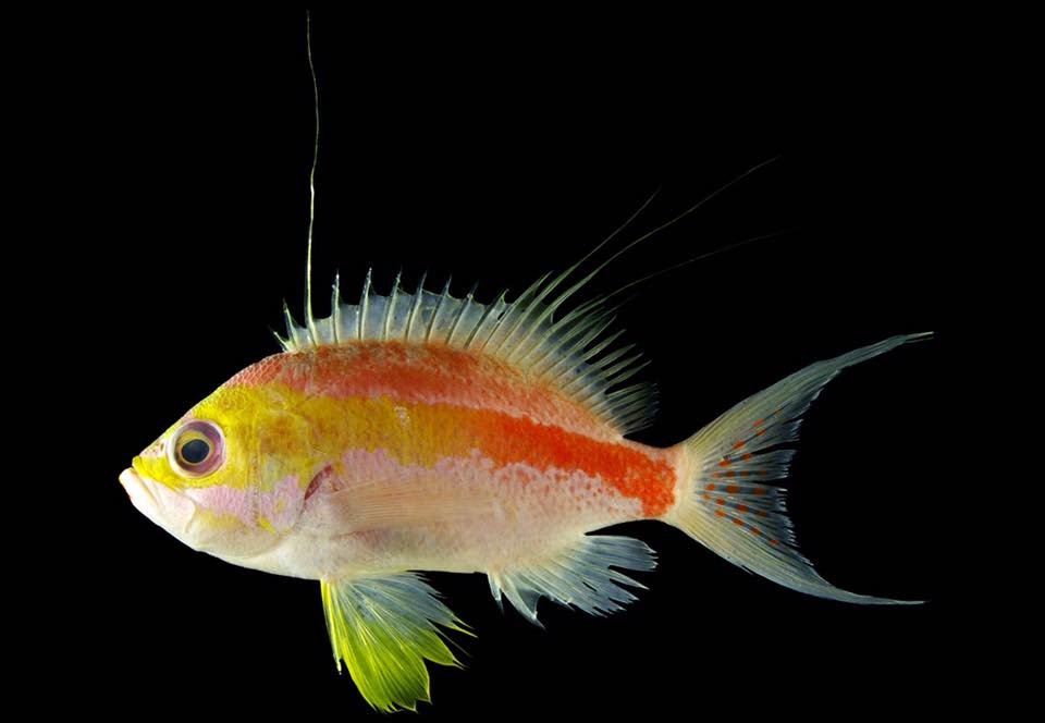 Sacura sanguinea Is A Wild New Species Of Deepwater Anthias | Reef ...