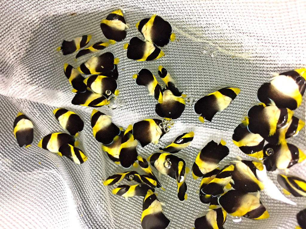 Poma Labs Debuts Captive Bred Conspicuous Angelfish | Reef Builders ...