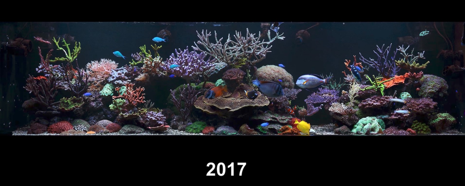 The Long Term Progression Of Viking’s Reef | Reef Builders | The Reef ...