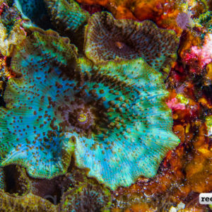 Get To Know These 3 Types Of Saltwater Shrooms | Reef Builders | The ...
