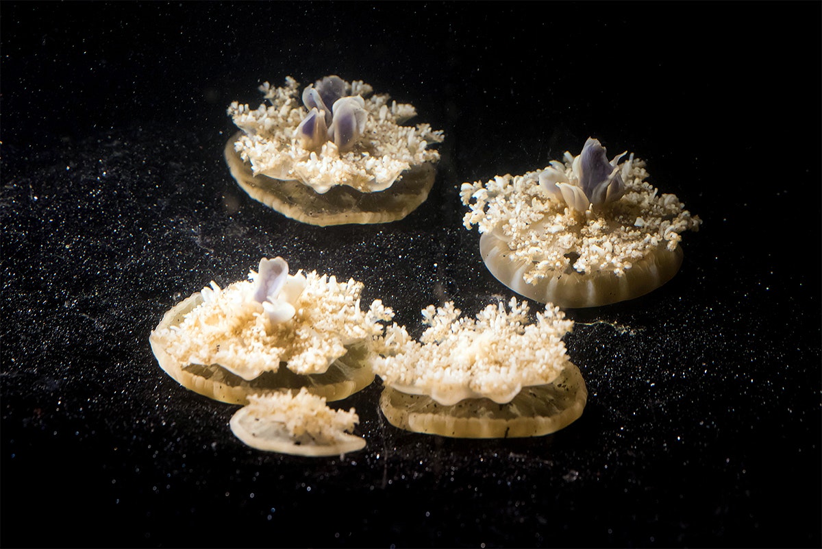 Jellyfish Prove You Don’t Need A Brain To Sleep | Reef Builders | The ...