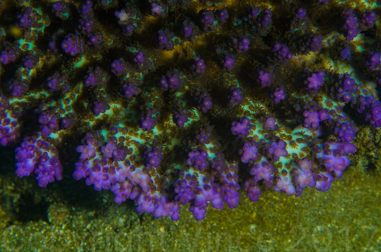 Acropora plana Is One Of The Most Beautiful Acros In The Wild | Reef ...