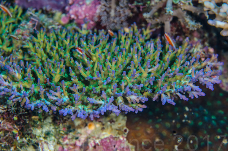 Acropora plana Is One Of The Most Beautiful Acros In The Wild | Reef ...