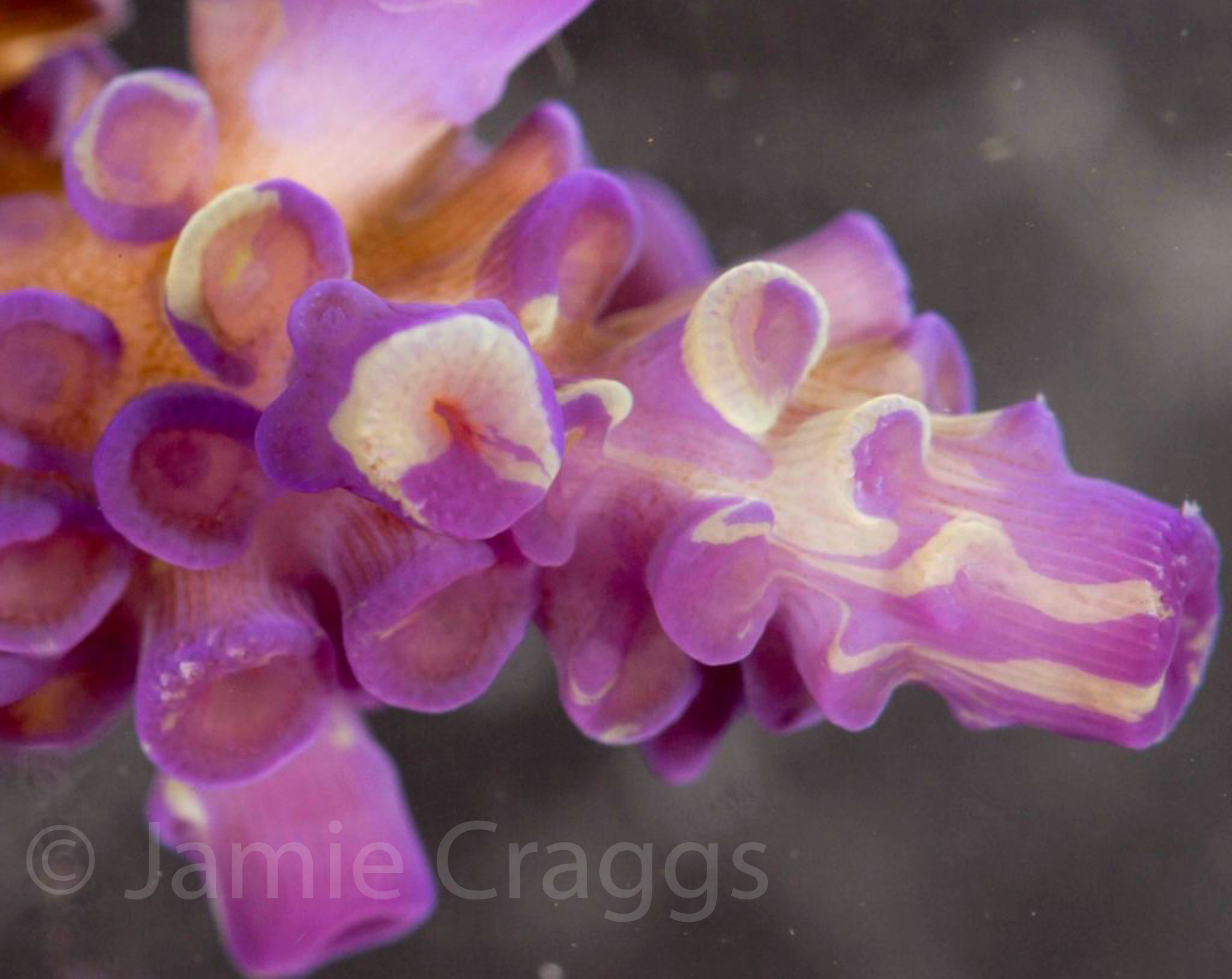Horniman’s ‘Lab Grown’ Tenuis Acros Are The REAL Limited Edition Corals ...
