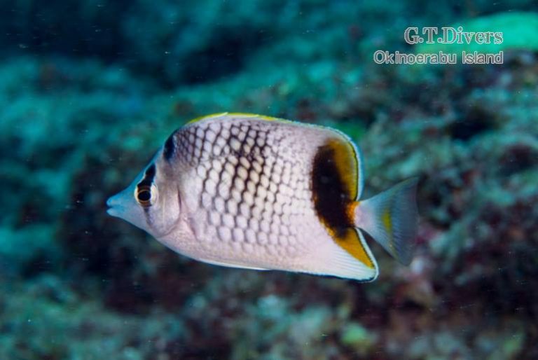 Chaetodon argentatus Butterflyfish Hybrid Spotted in Japan | Reef ...
