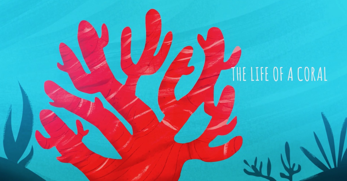 Adorable Video Perfectly Illustrates The Life Of A Coral | Reef ...