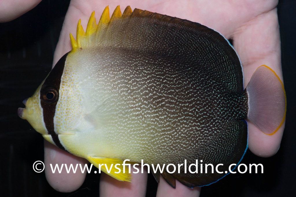 The Best Pictures Yet Of The Rare Greytail Angelfish | Reef Builders ...