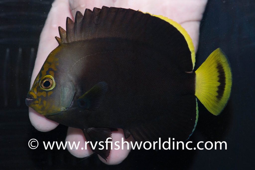 Sustainable Collecting Is Bringing An Explosion Of New Filipino Fish ...