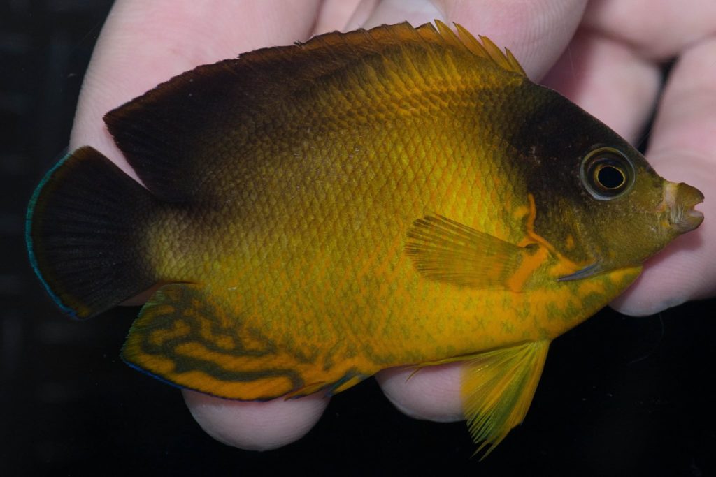 Sustainable Collecting Is Bringing An Explosion Of New Filipino Fish ...