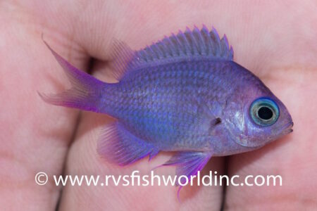 Young Purple Chromis albomaculata Are Deepwater Darlings | Reef ...