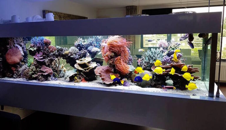 Ralph’s Reef Tank Is A Classically Perfect Mini Reef | Reef Builders ...
