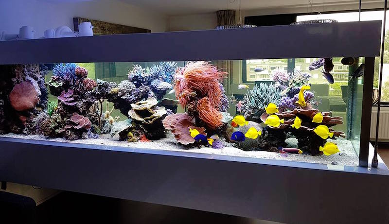 Ralph’s Reef Tank Is A Classically Perfect Mini Reef | Reef Builders | The Reef and Saltwater ...