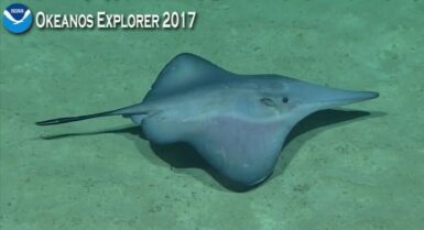 The Sixgill Stingray Is One Spooky Looking Deep Sea Fish | Reef ...