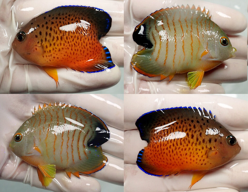 Some People Just LOVE Tailless Pygmy Angelfish | Reef Builders | The ...