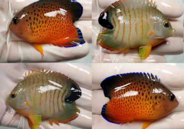 Tag: pygmy angelfish | Reef Builders | The Reef and Saltwater Aquarium Blog