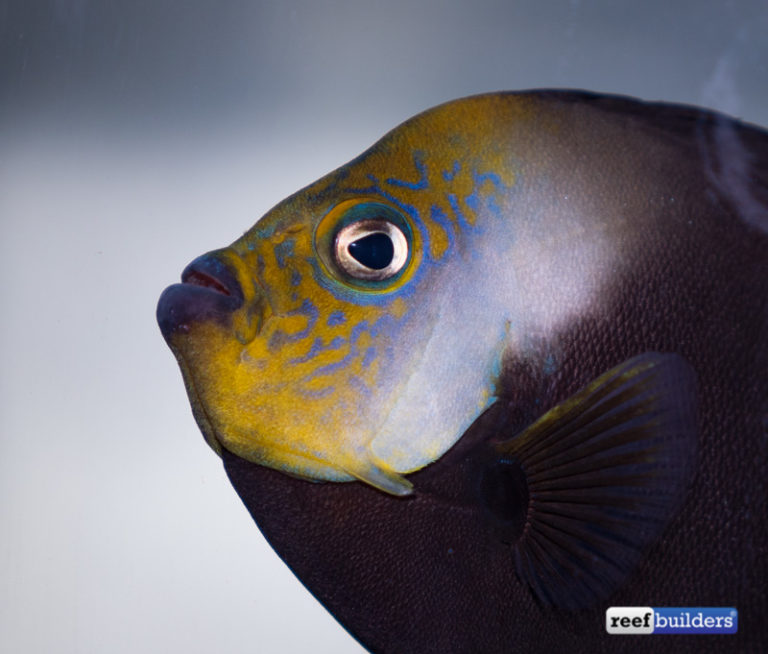 How To Set Up A Simple & Effective Quarantine Tank | Reef Builders ...