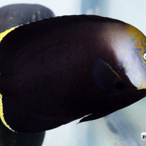 Blue Phantom Angelfish Hybrid Announced by Poma Labs | Reef Builders ...
