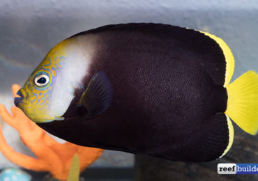 Category: Chaetodontoplus | Reef Builders | The Reef and Saltwater ...