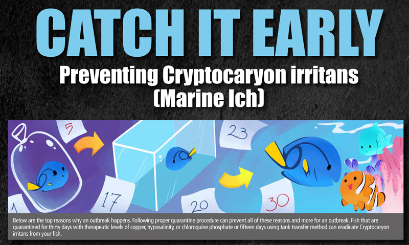 Catch It Early! PolypLab Launches Marine Ich Awareness Campaign | Reef ...