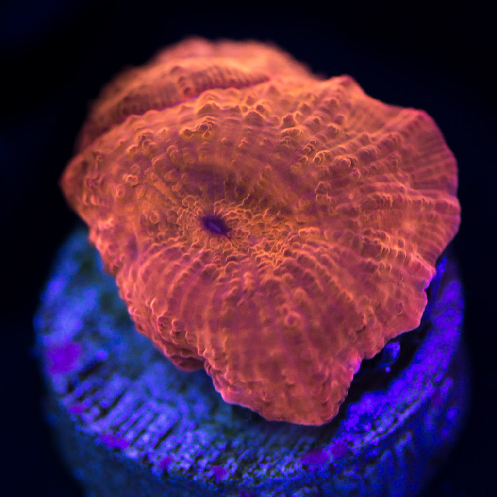 Fast Growing Corals To Quickly Fill Your Saltwater Aquarium | Reef ...
