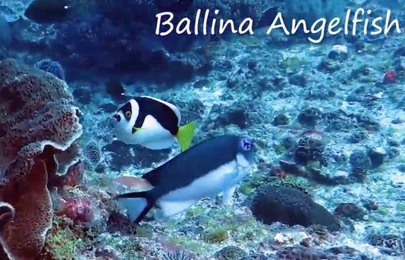 Unprecedented Look At Ballina Angelfish In The Wild | Reef Builders ...