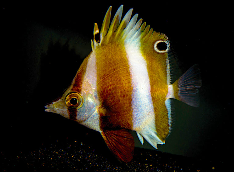 Roa rumsfeldi Is A New Species Of Butterflyfish From The Philippines ...