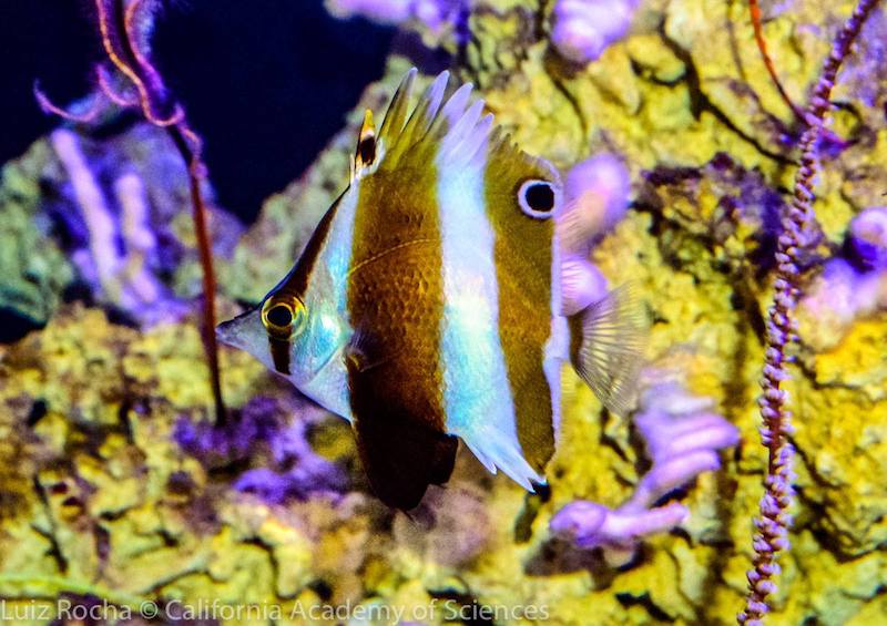 Roa rumsfeldi Is A New Species Of Butterflyfish From The Philippines ...