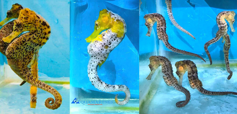 Seahorses Can Get Domesticated Too | Reef Builders | The Reef and ...