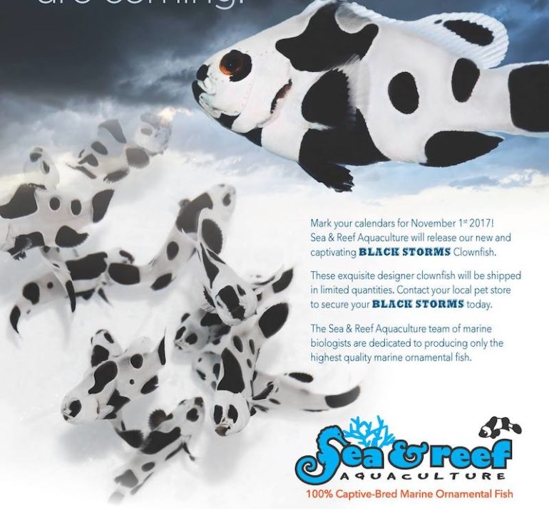 Black Storm Clownfish Now Shipping From Sea & Reef Aquaculture | Reef ...