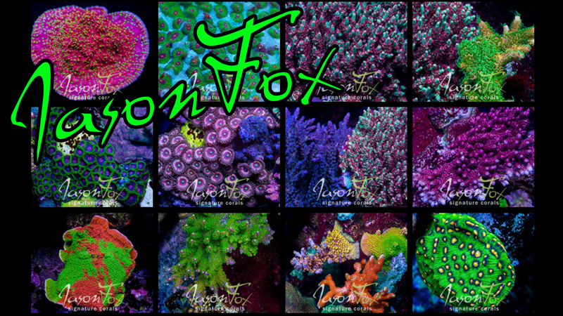 Must-Watch: Full Video Tour of Visit To Jason Fox Signature Corals ...