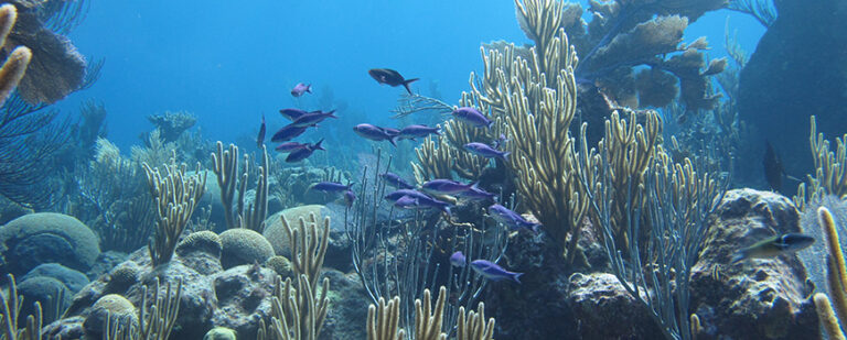 Study In Bermuda Found That Warmer Summer Water Can Speed Up Coral ...