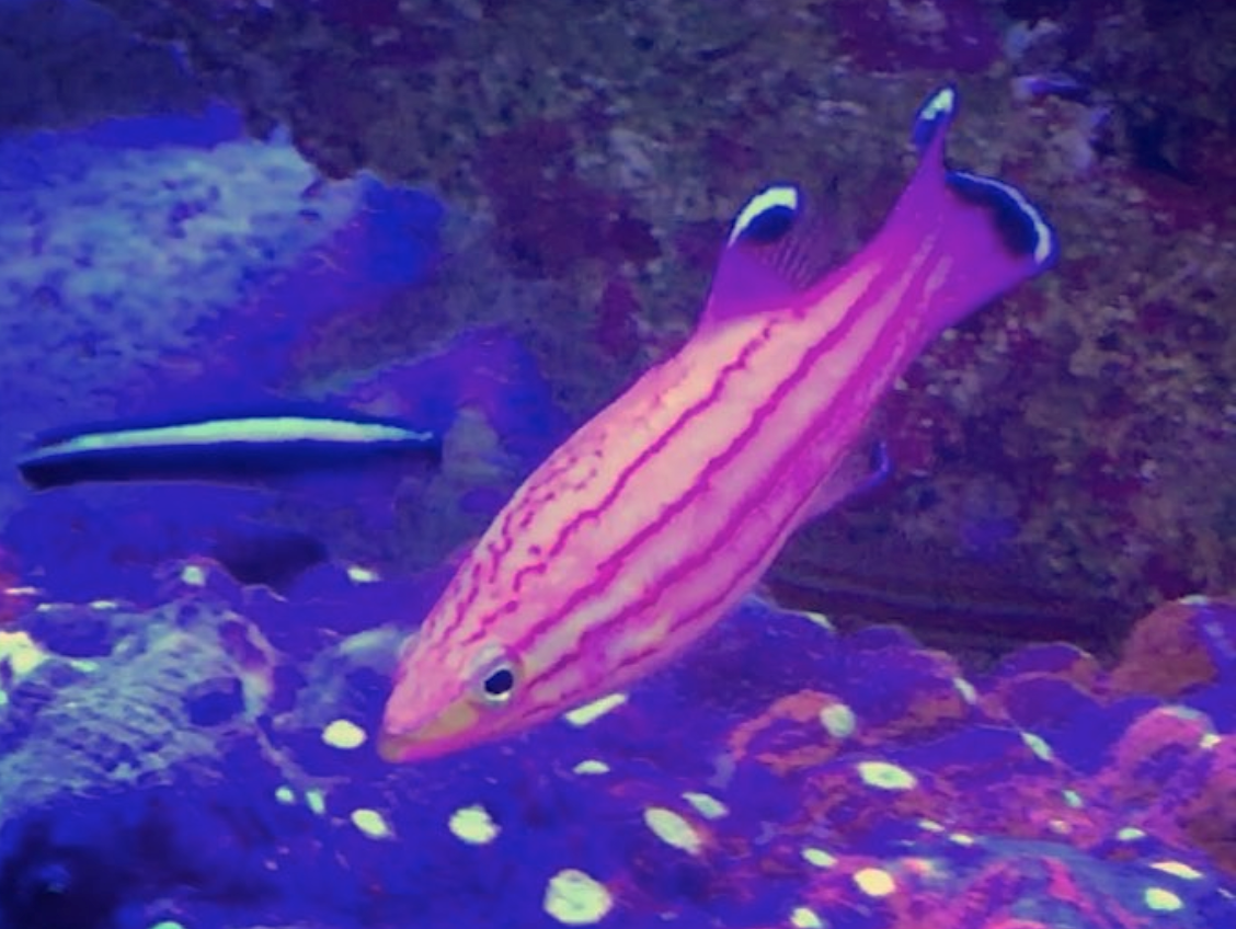 Dynasty Marine’s Hybrid Basslet Makes A Rare Video Appearance! | Reef ...