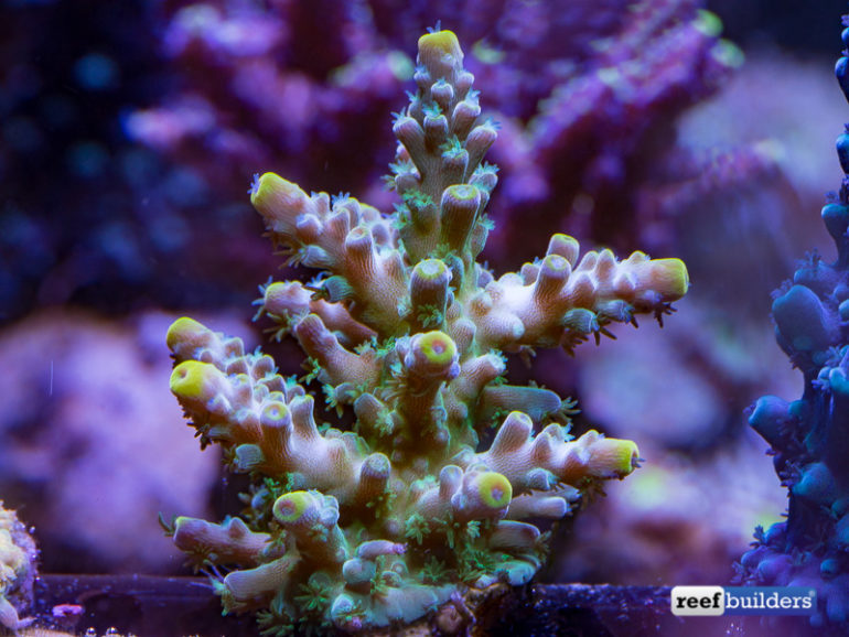 My Favorite Corals: Yellow Tip Acropora echinata | Reef Builders | The Reef and Saltwater ...